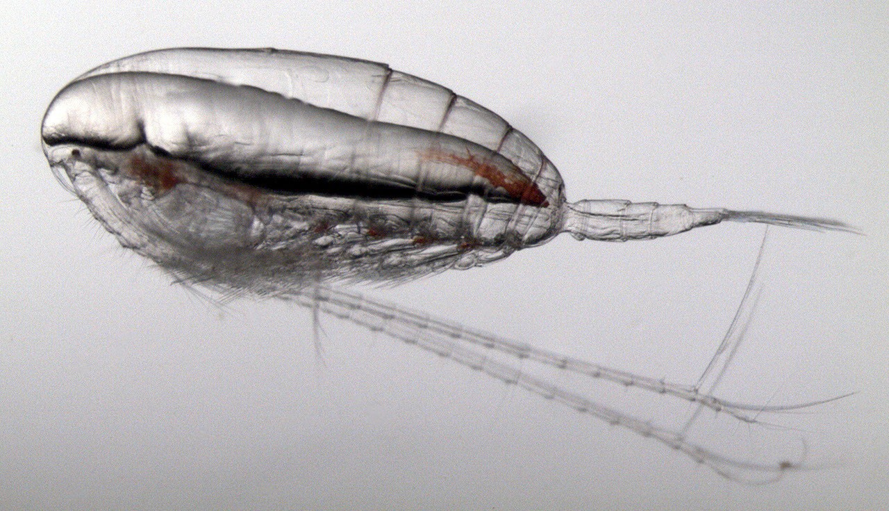 NASA Data Helps Map Tiny Plankton That Feed Giant Right Whales - NASA ...