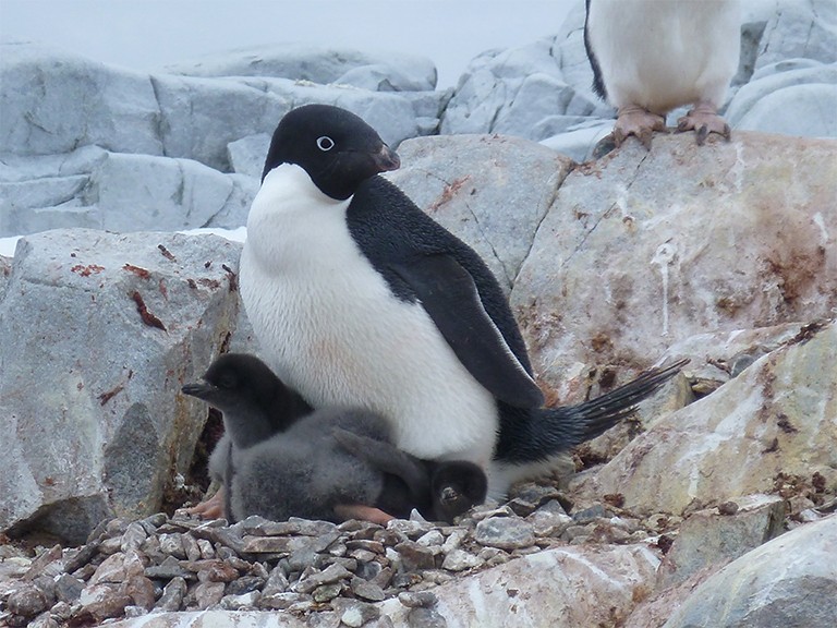Climate change may shrink AdÃƒÆ’Ã‚Â©lie penguin range by end of century ...