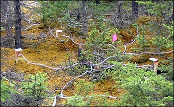 Forest on the Threshold - NASA Science