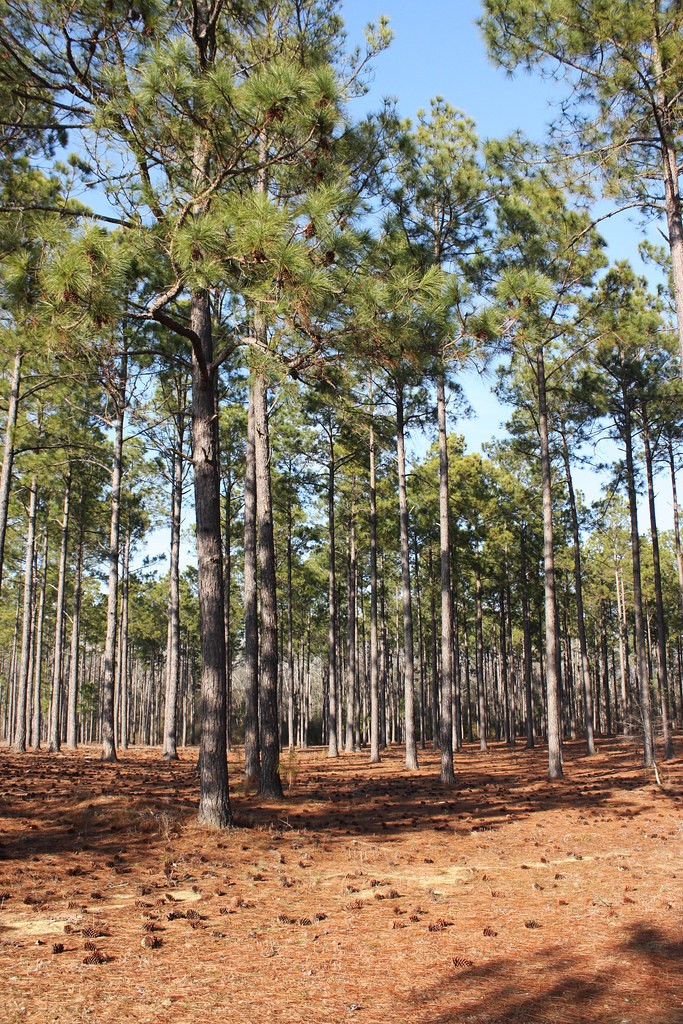 Pine Trees - NASA Science