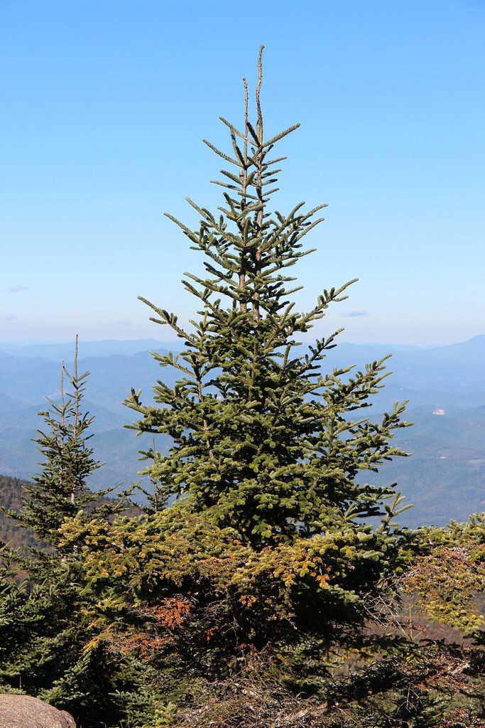 Spruce - NASA Science