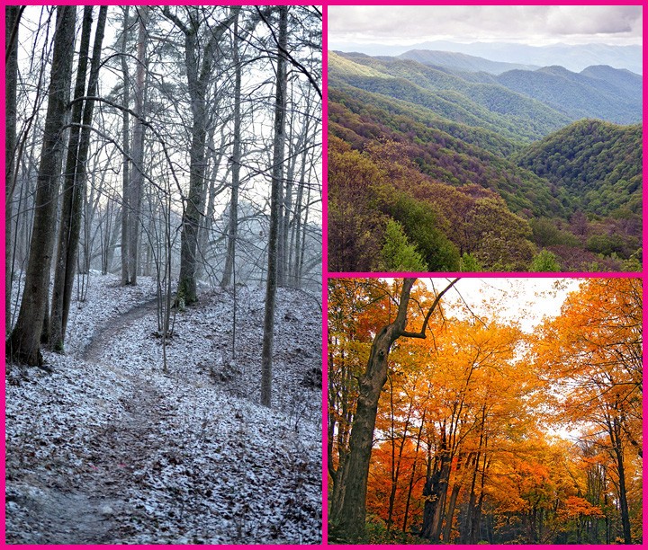 Biome: Temperate Deciduous Forest - NASA Science