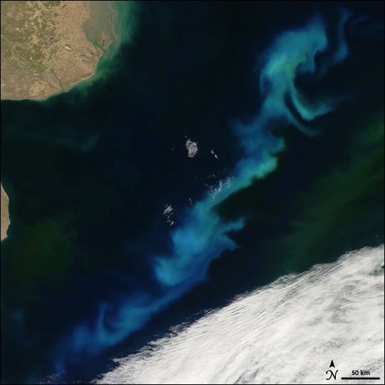 Beautiful Blooms in South Atlantic Ocean - NASA Science