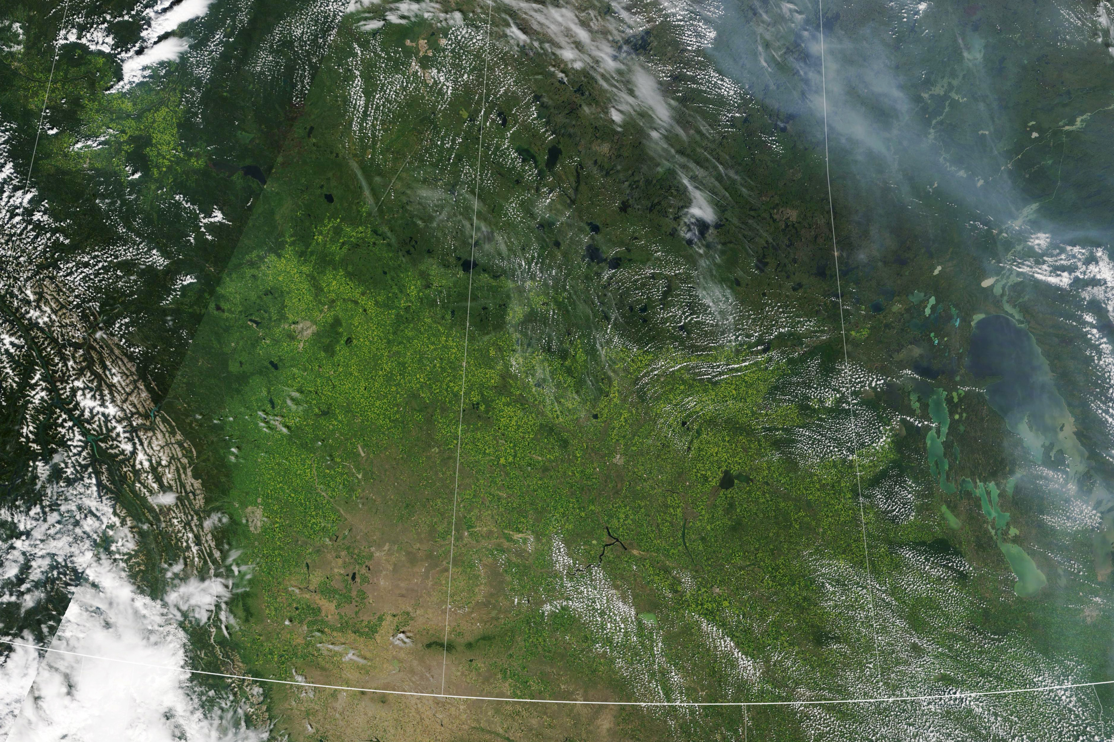 Canadian Canola Fields - NASA Science