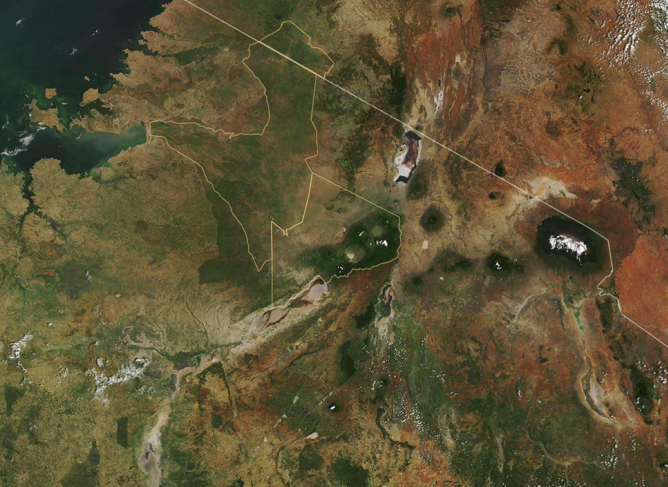 wildebeest migration from space