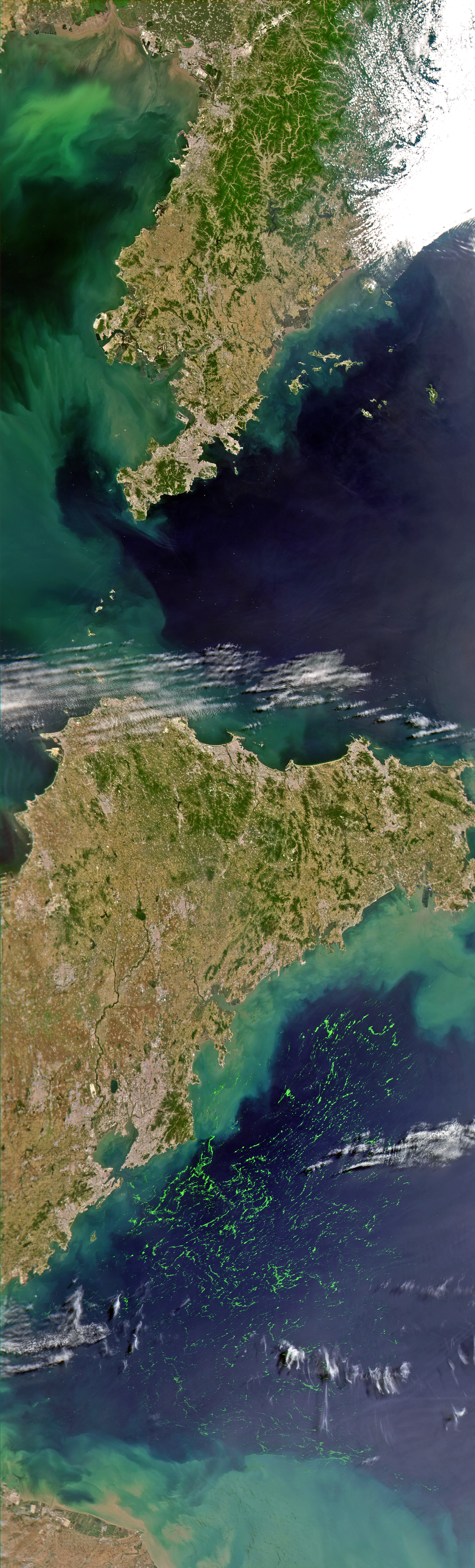 Green Seaweed in the Yellow Sea - NASA Science