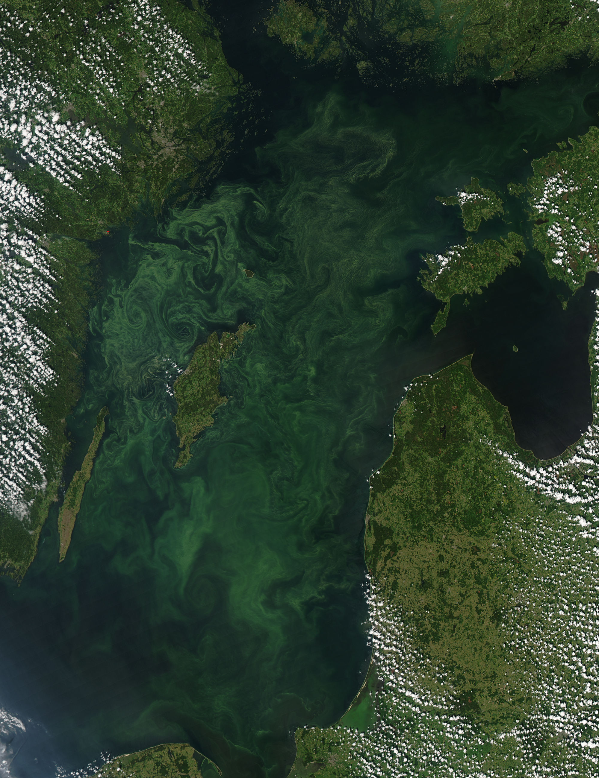 algae bloom sea
