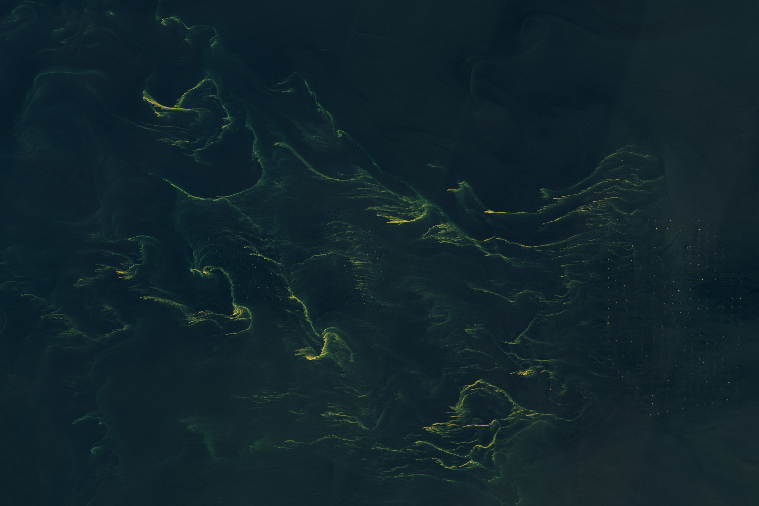 Noctiluca in the North Sea? - NASA Science