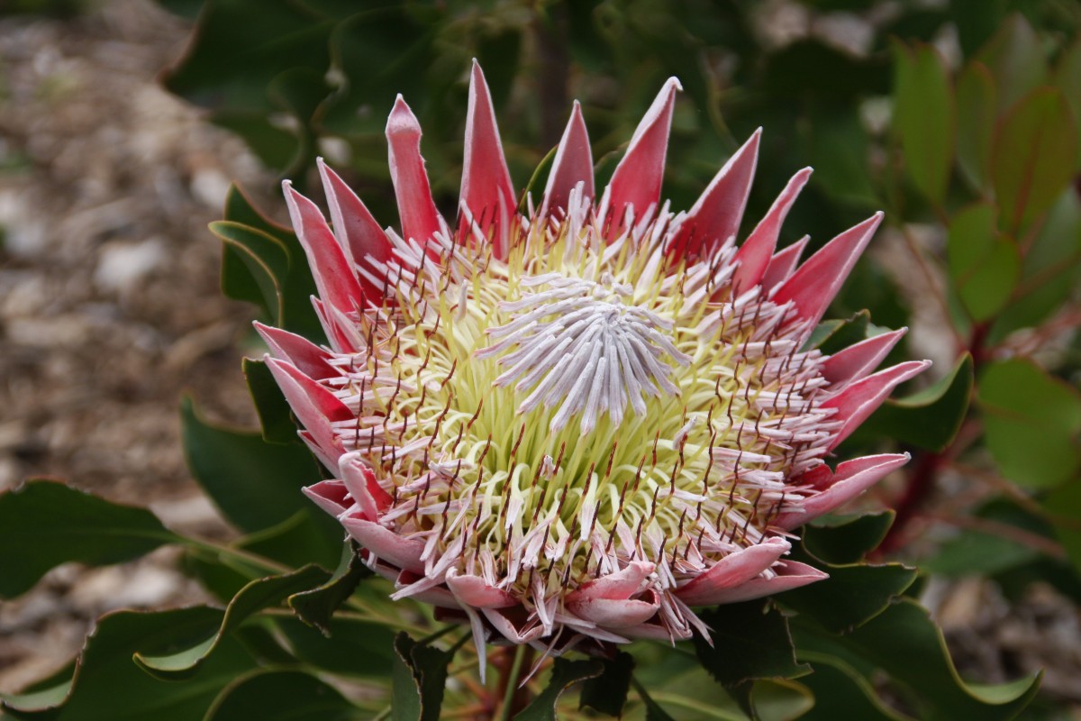South Africa’s Greater Cape Floristic Region - NASA Science