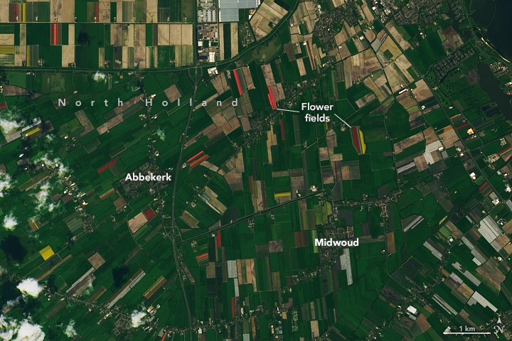 A Tulip Frenzy in the Netherlands - NASA Science