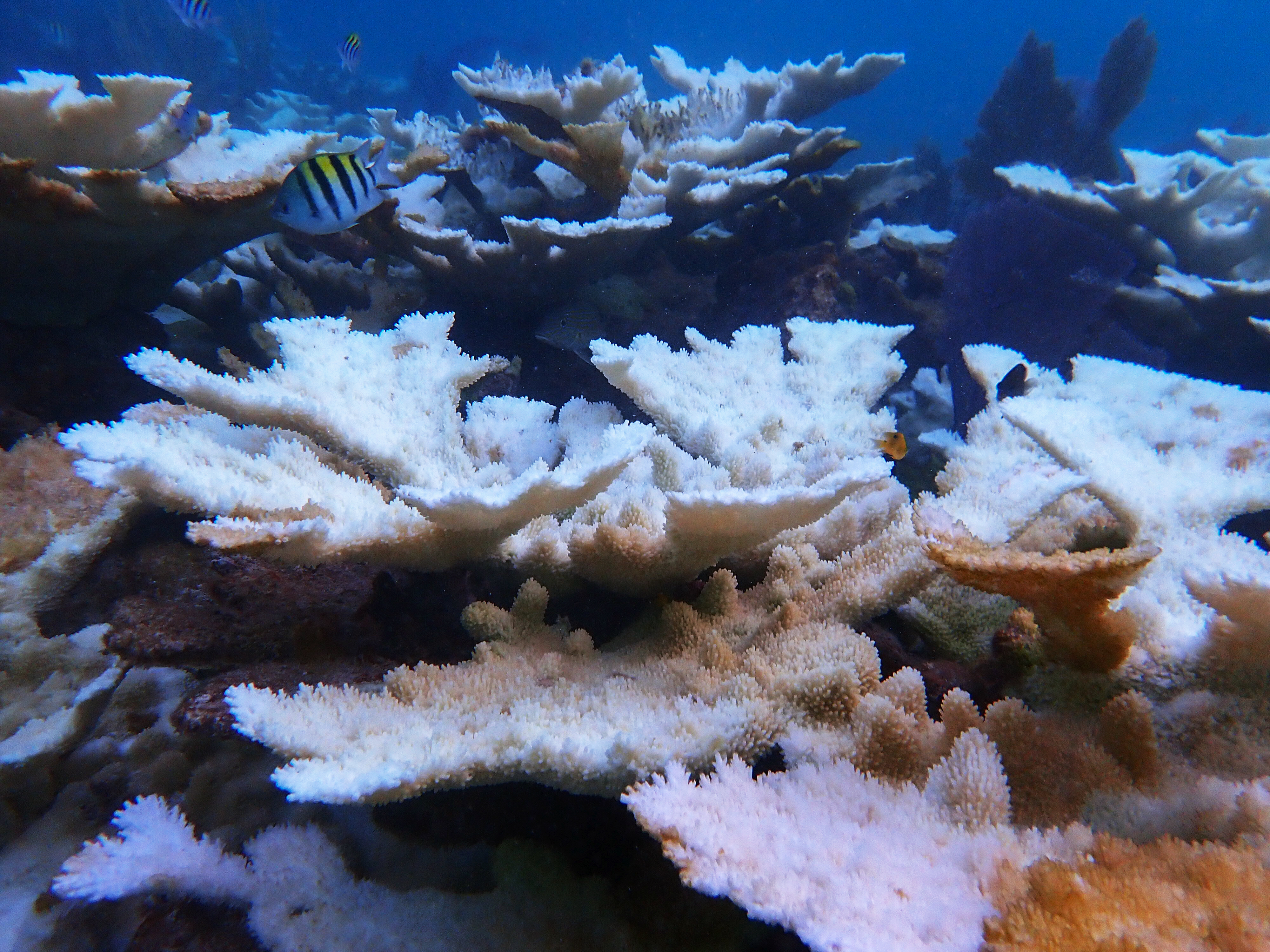Confronting Florida’s Coral Collapse - NASA Science
