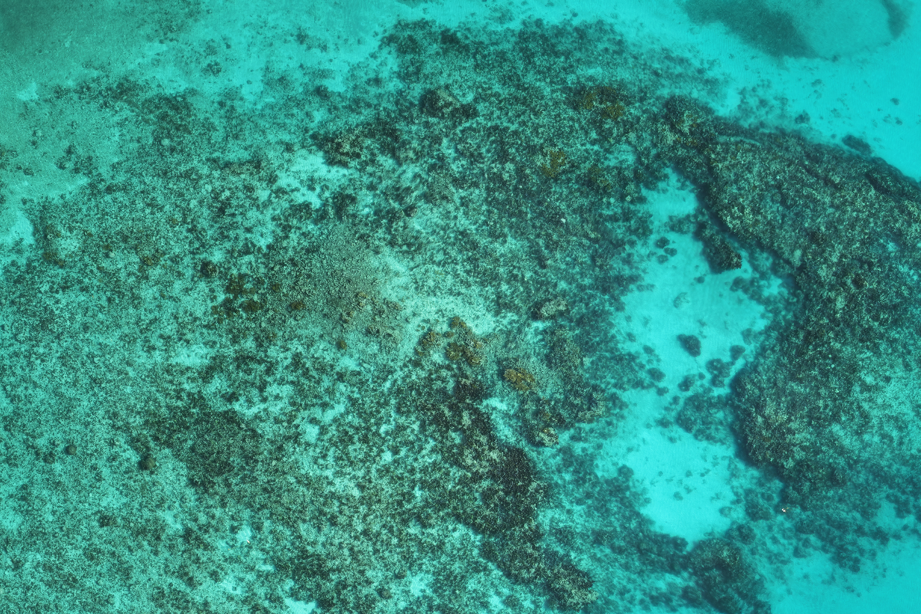 Confronting Florida’s Coral Collapse - NASA Science