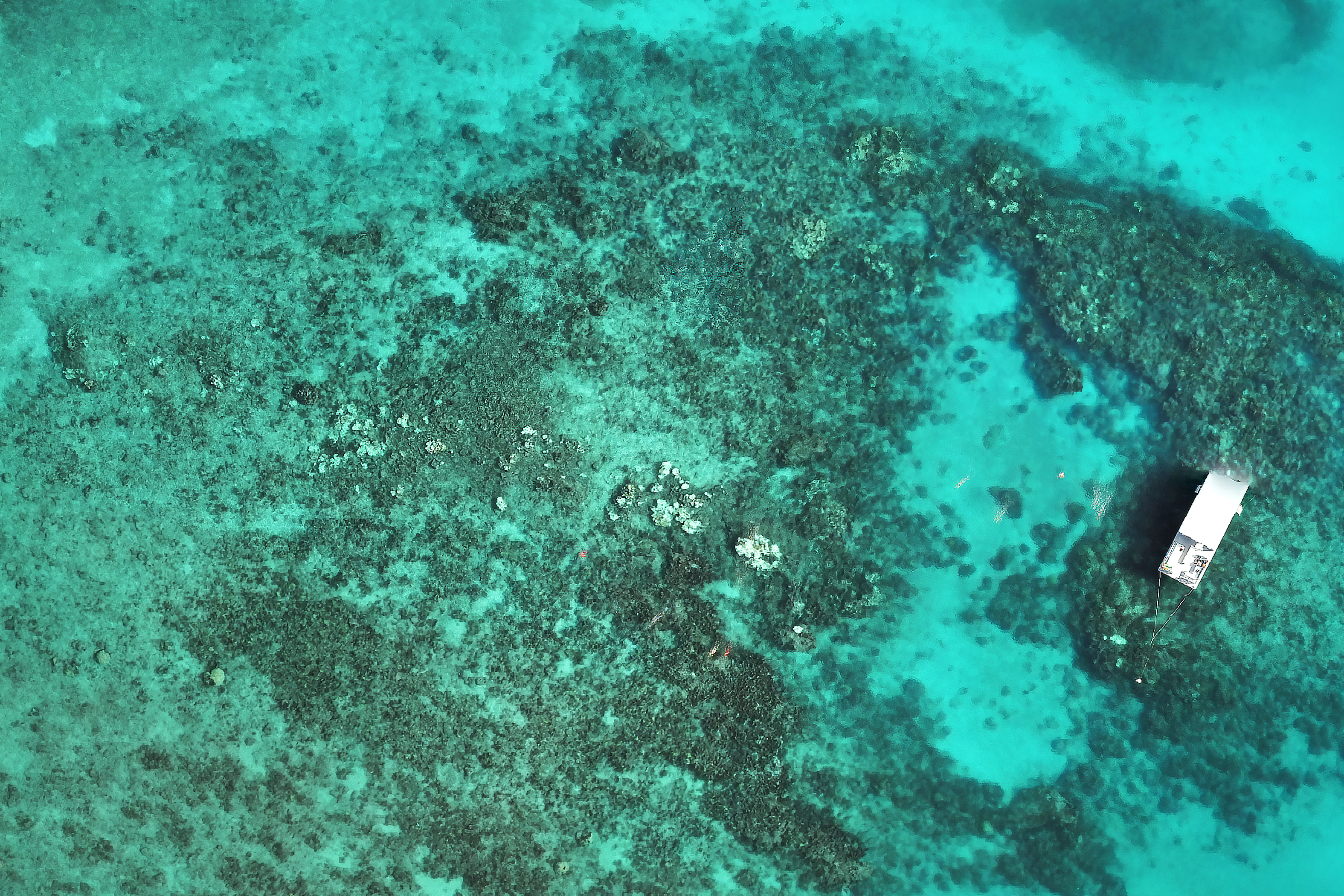 Confronting Florida’s Coral Collapse - NASA Science