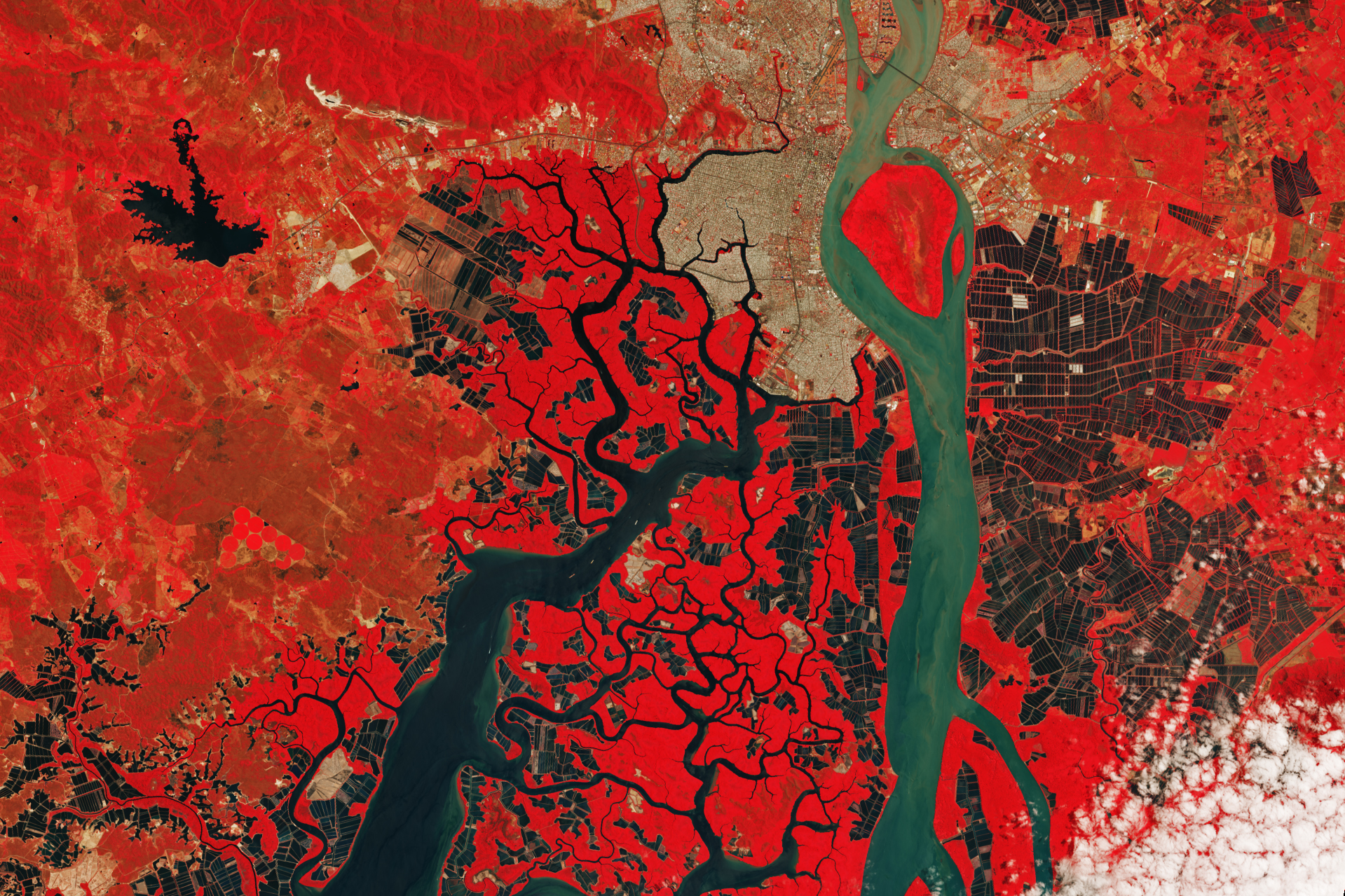 Shrimp Farms of the Guayas Estuary - NASA Science