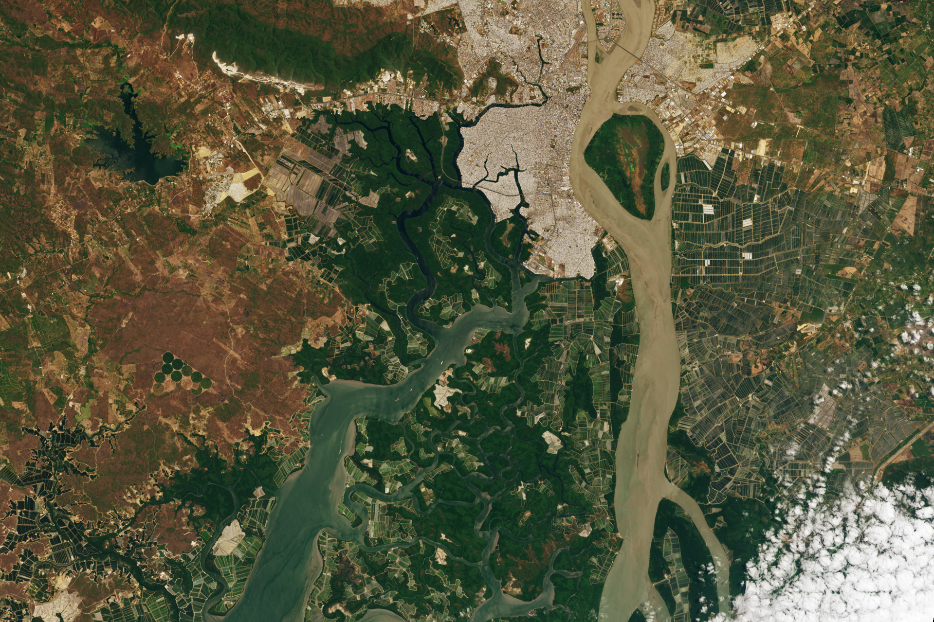 Shrimp Farms of the Guayas Estuary - NASA Science