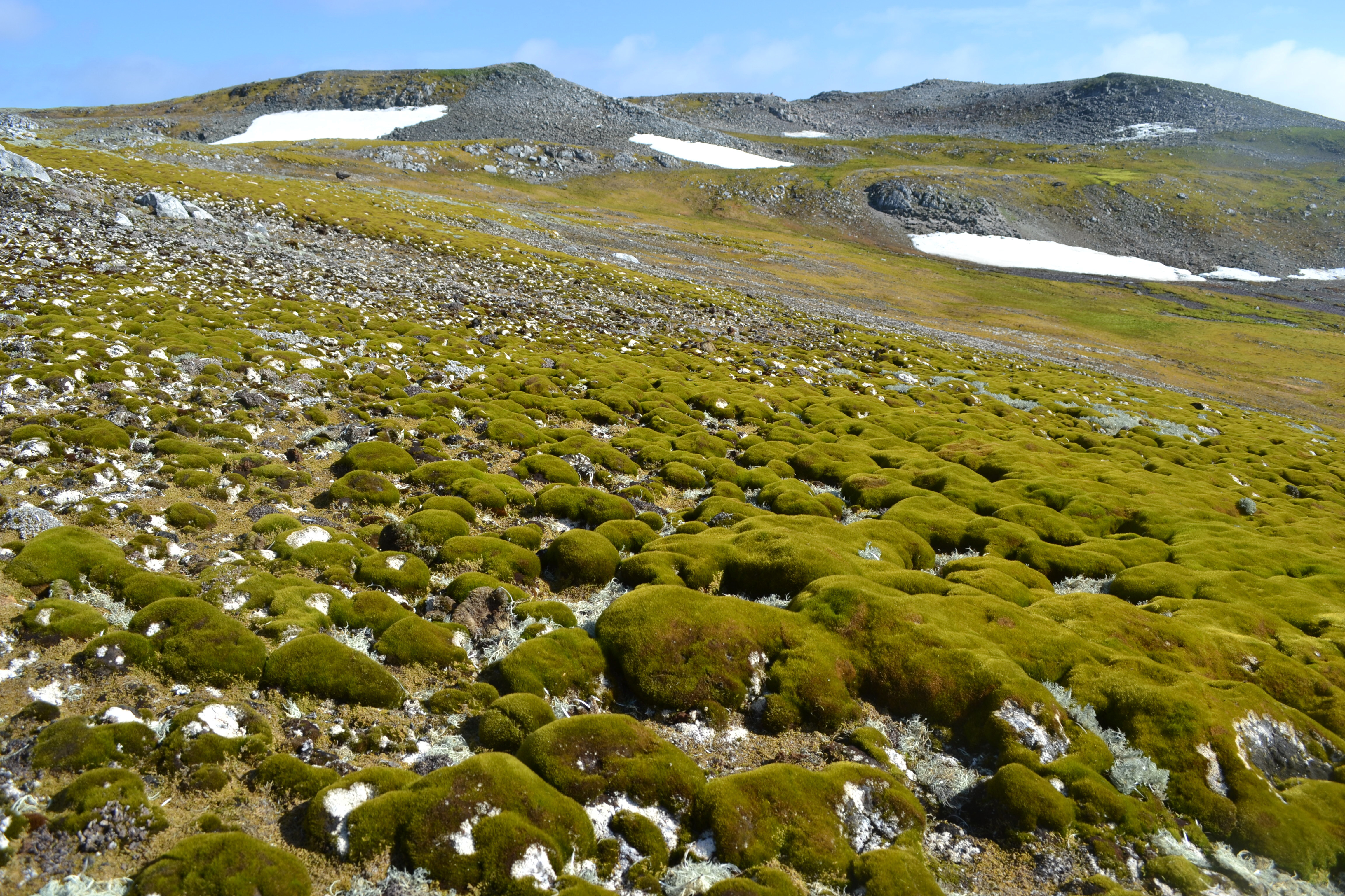 Satellites Reveal a Greener Antarctic Peninsula - NASA Science
