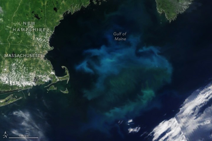 A Booming Bloom Returns to the Gulf of Maine - NASA Science
