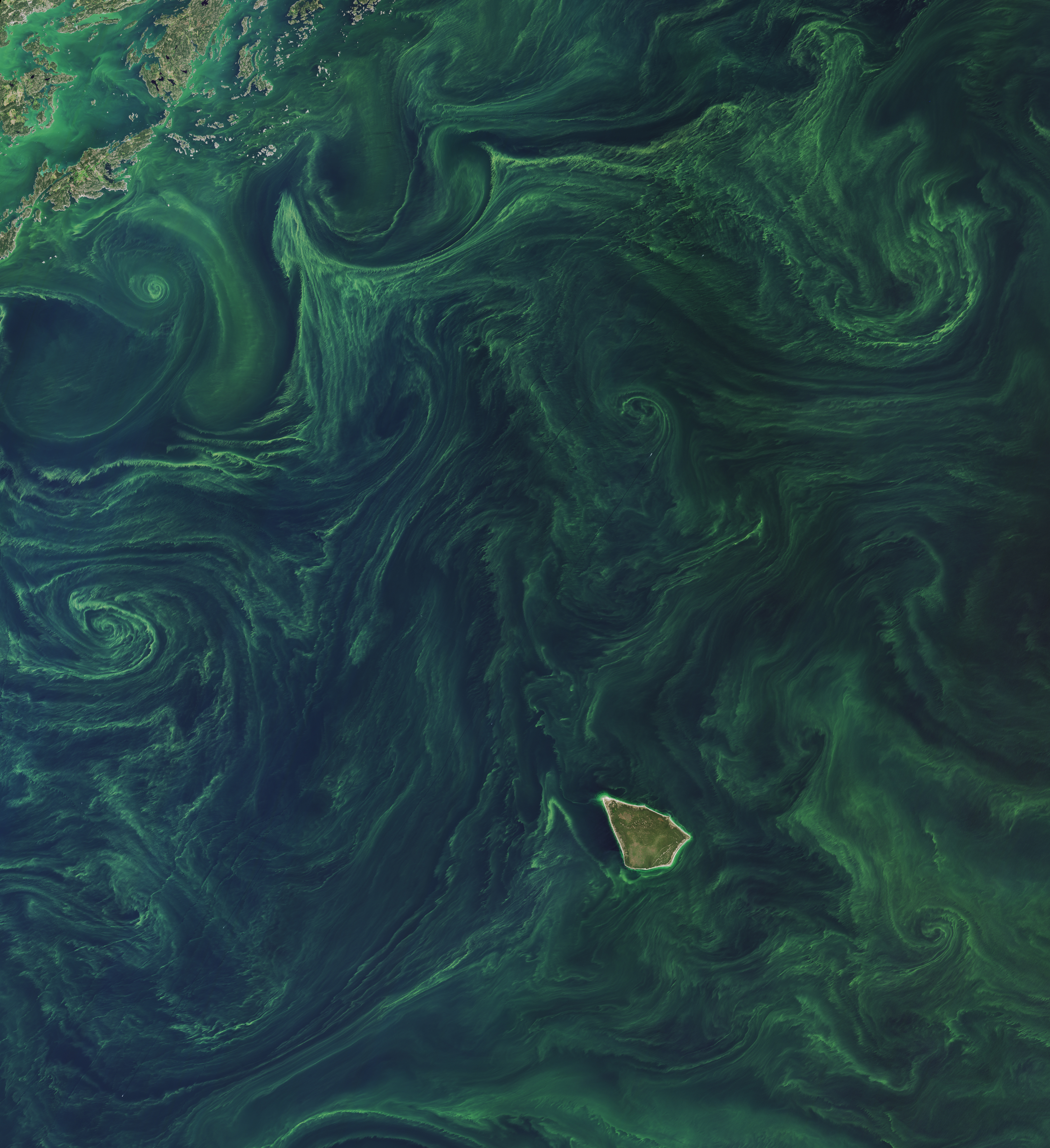 Brilliant Bloom in the Baltic Sea - NASA Science