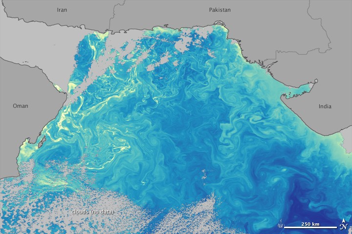 Phytoplankton in the Arabian Sea - NASA Science