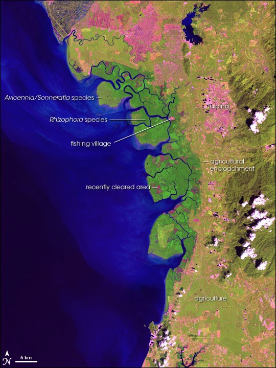 Matang Mangrove Forest, Malaysia - NASA Science