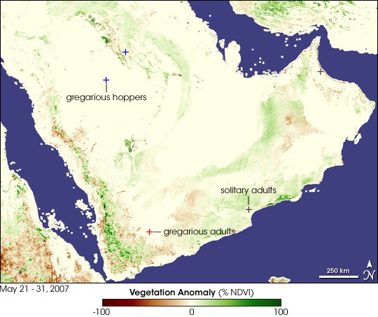 Locusts on the Arabian Peninsula - NASA Science