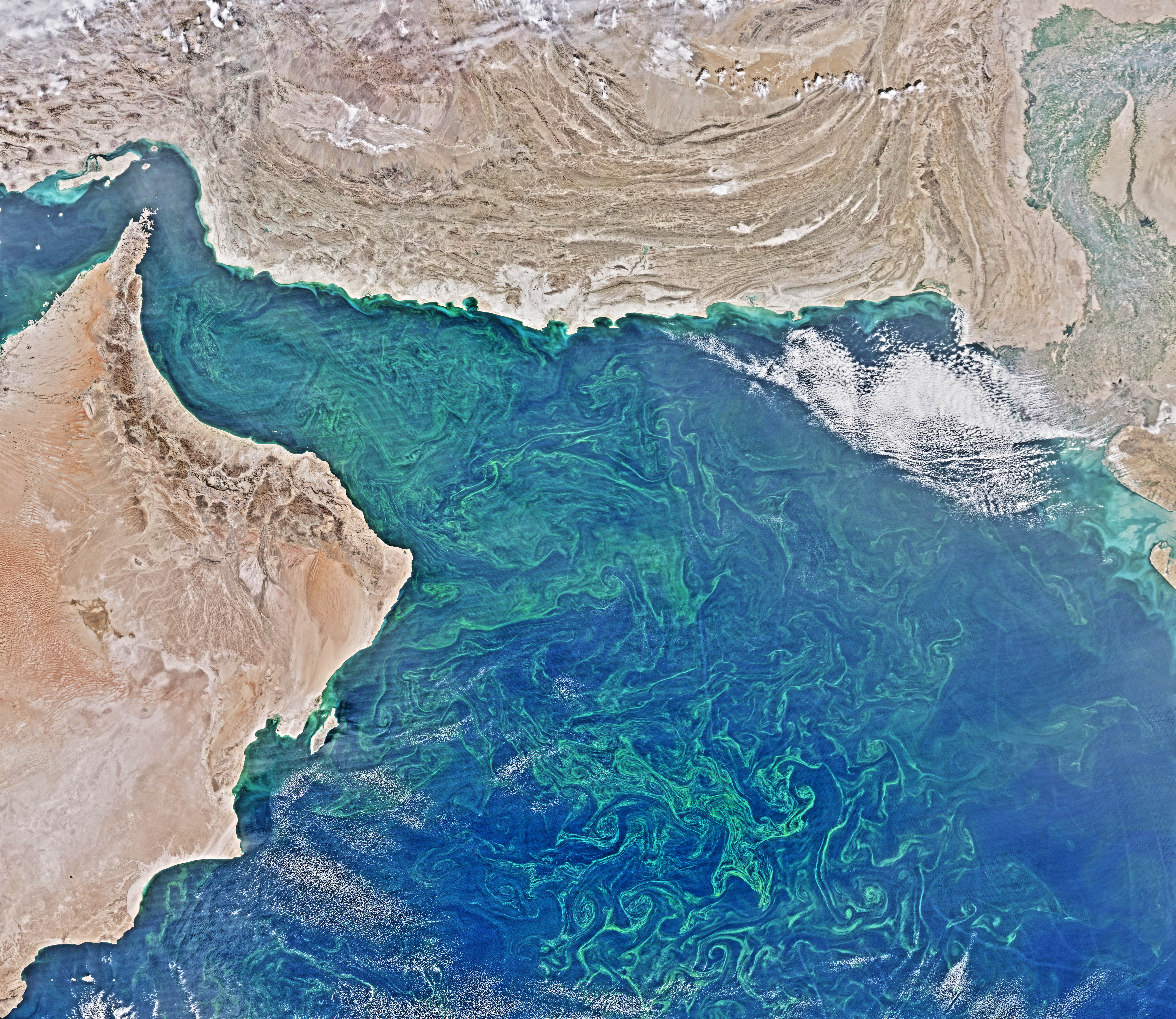 Winter Blooms in the Arabian Sea - NASA Science