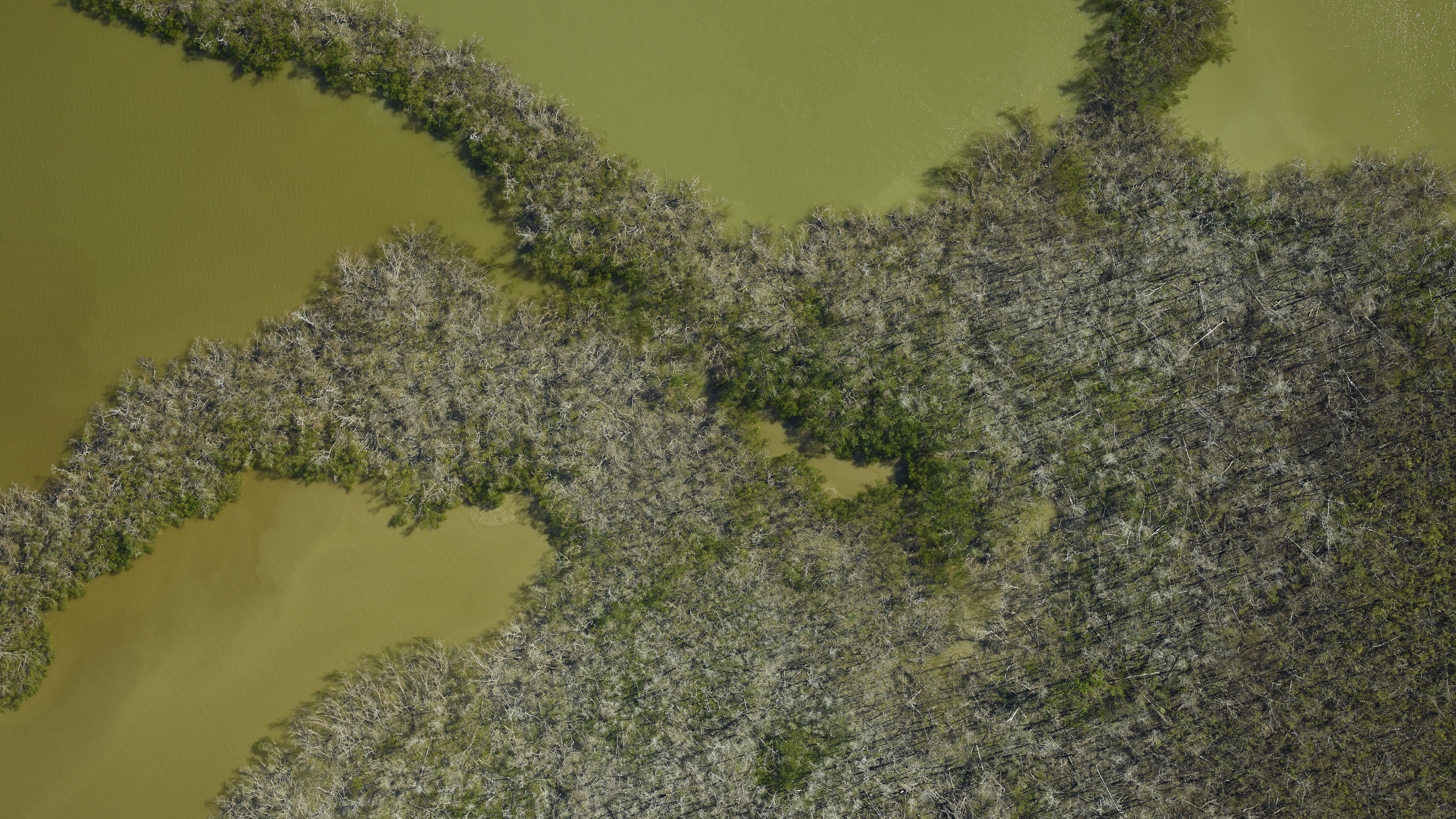 NASA Mapping Hurricane Damage to Everglades - NASA Science