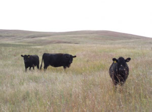 Monitoring Natural Resources on Native American Reservations - NASA Science
