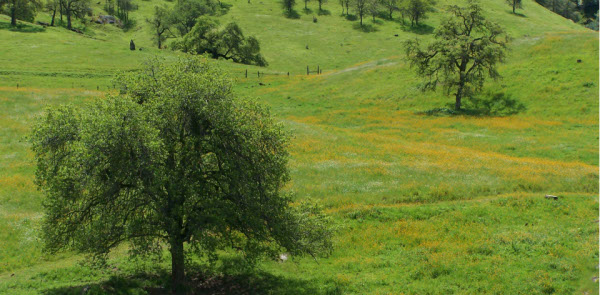 California's Iconic Blue Oak Woodlands Threatened by Hotter, More ...