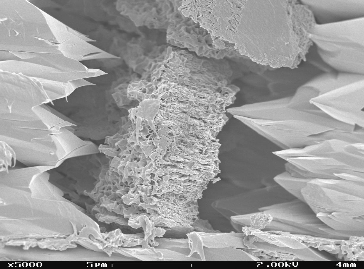 Terrestrial Clay under Microscope - NASA Science
