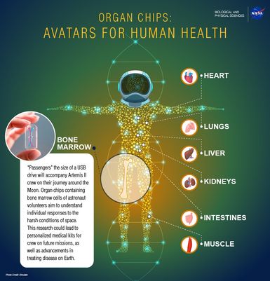 Organ Chips: Avatars for Human Health - NASA Science