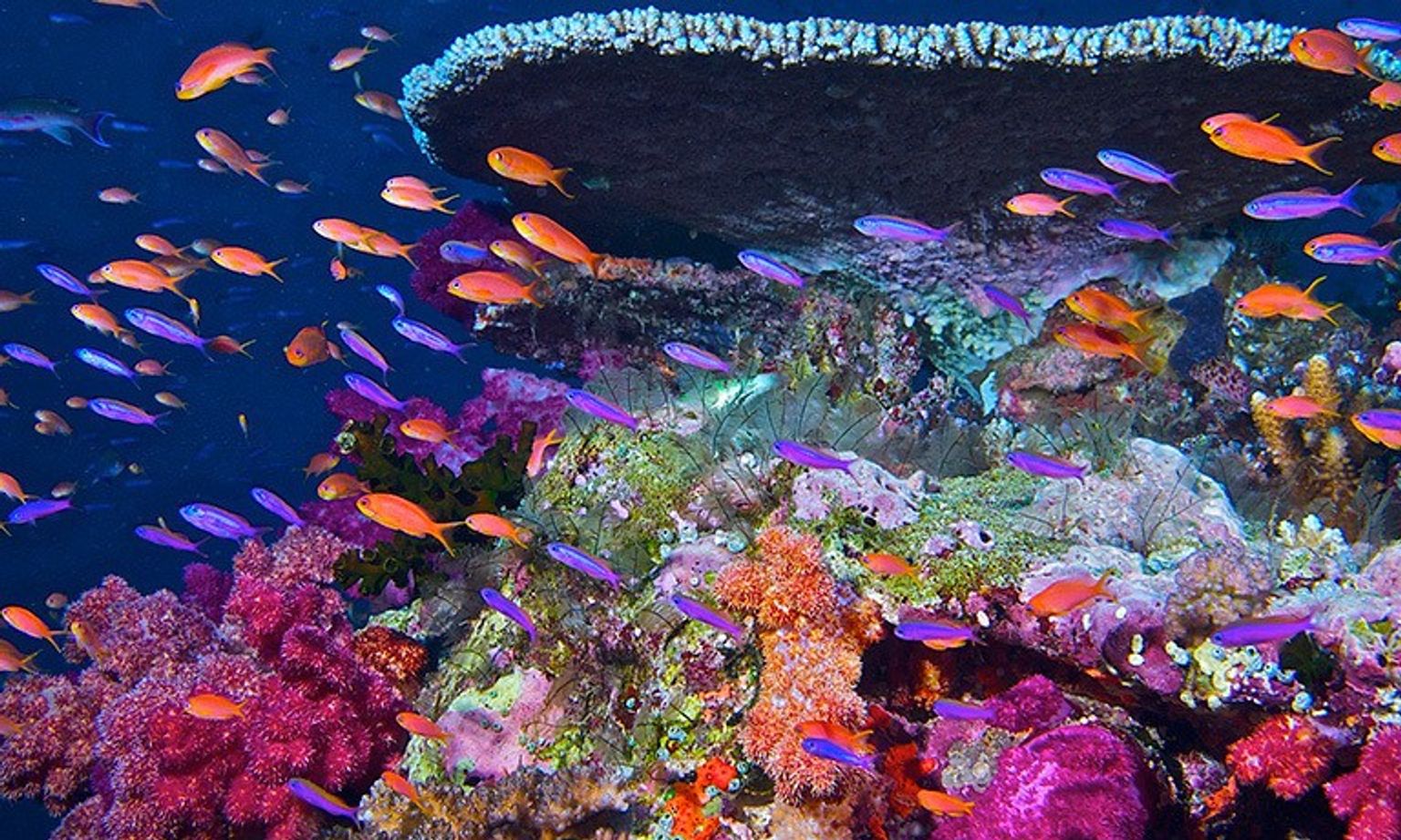 Vanishing Corals: NASA Data Helps Track Coral Reefs - NASA Science