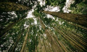 Examining the Viability of Planting Trees to Help Mitigate Climate ...