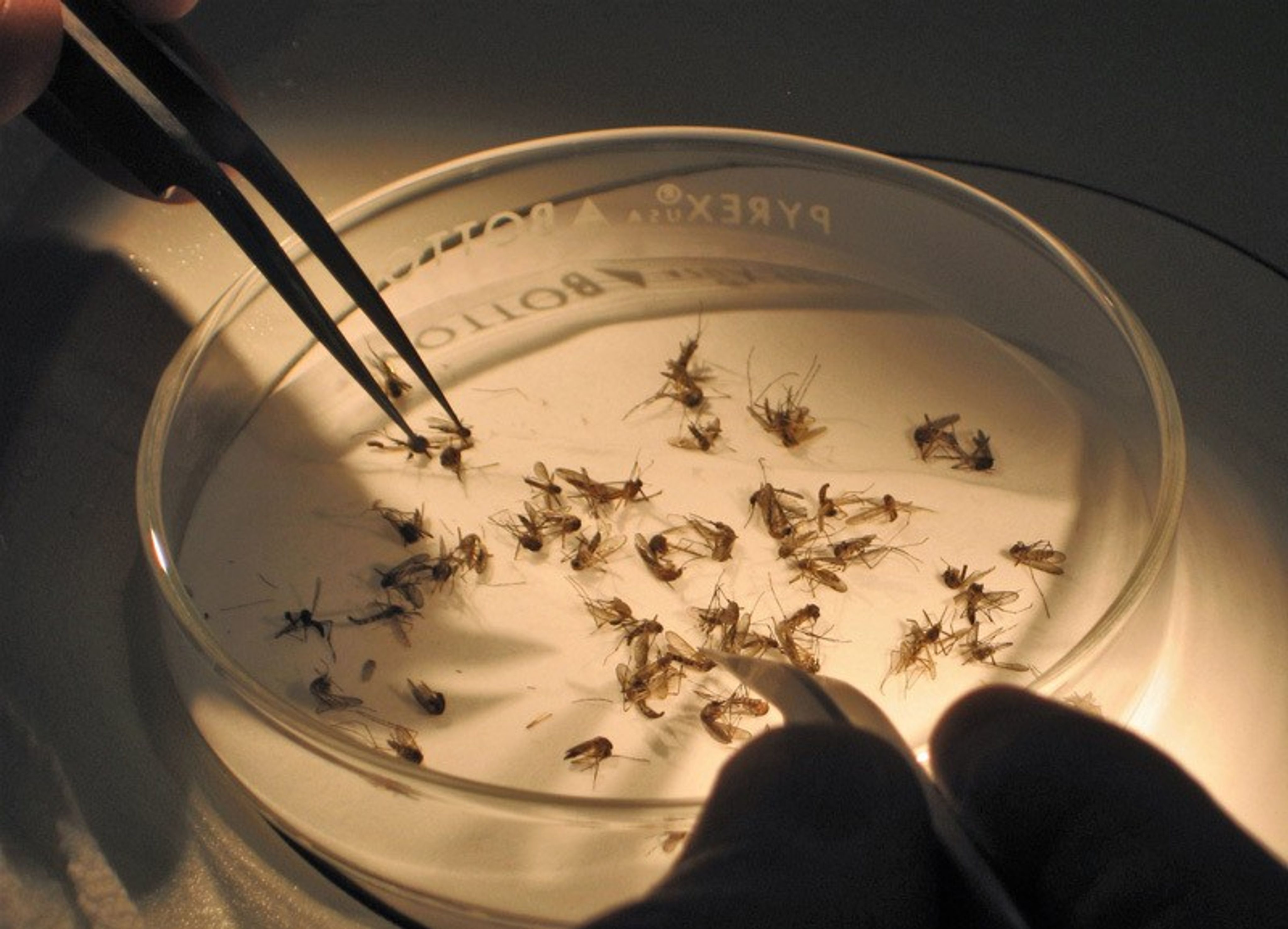 Mosquito Bites and Satellites: Tracking Mosquito-Borne Disease with ...