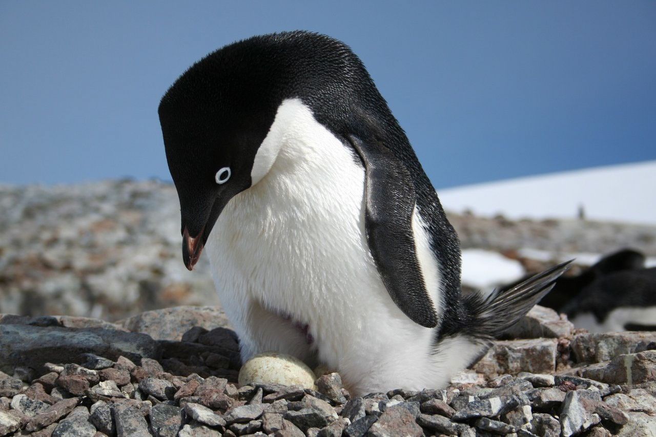 Space views of penguin 'poo' yield insights - NASA Science