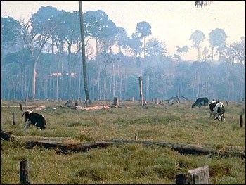 cattle ranching deforestation