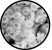 What is a Coccolithophore? - NASA Science