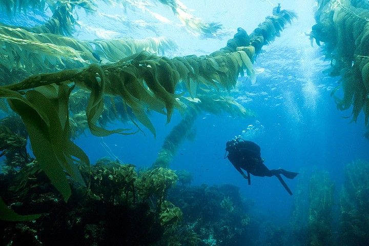 largest kelp forest