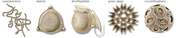 phytoplankton examples