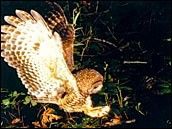 Spotting the Spotted Owl - NASA Science