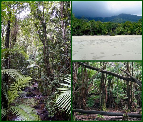 Biome: Rainforest - NASA Science