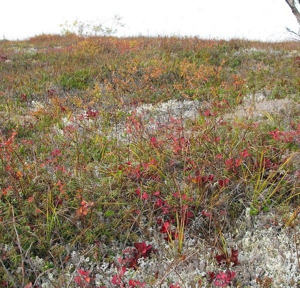 Bearberry - NASA Science