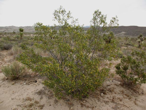 Creosote Bush - NASA Science