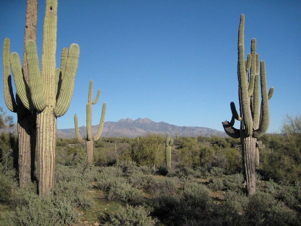 Saguaro Cactus - NASA Science