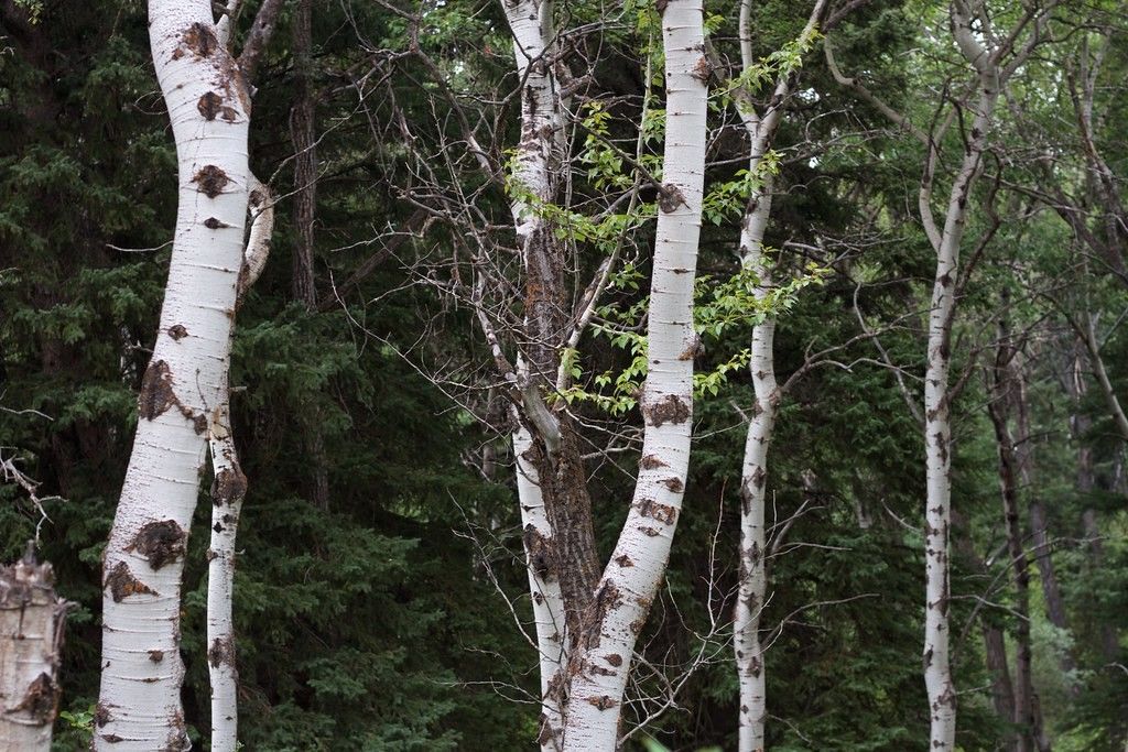 White Birch Tree - NASA Science