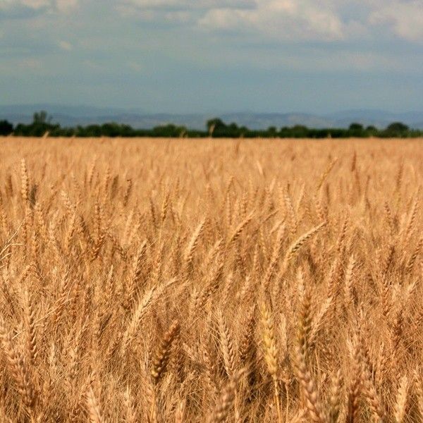 Wild Oats - NASA Science