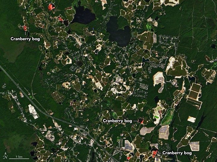Cranberry Bogs in Plymouth County - NASA Science