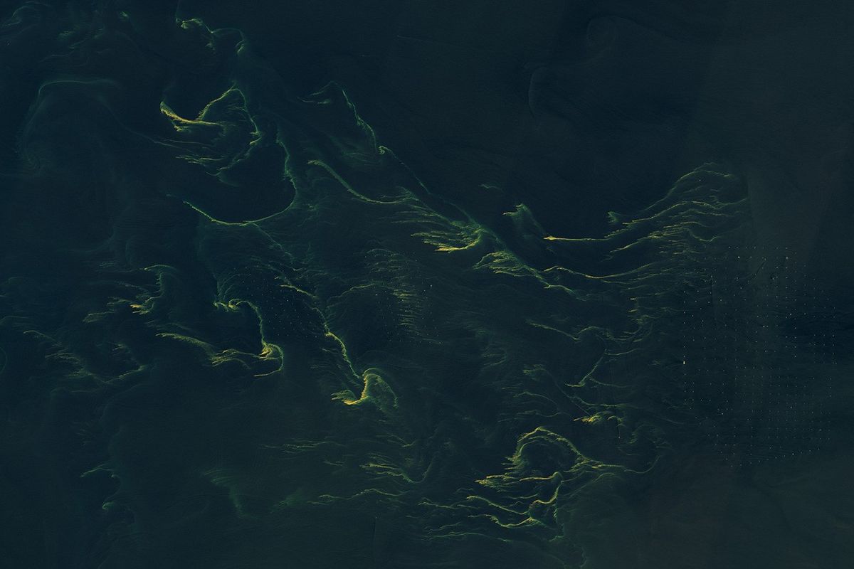 Noctiluca in the North Sea? - NASA Science