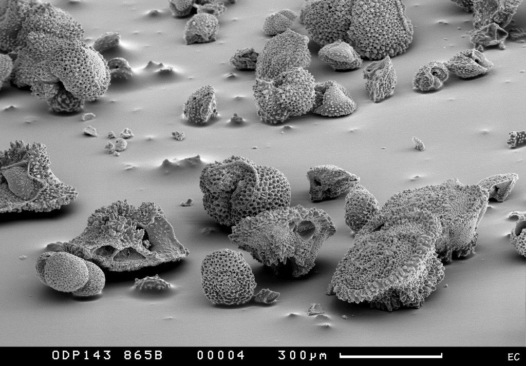 Microfossils - NASA Science