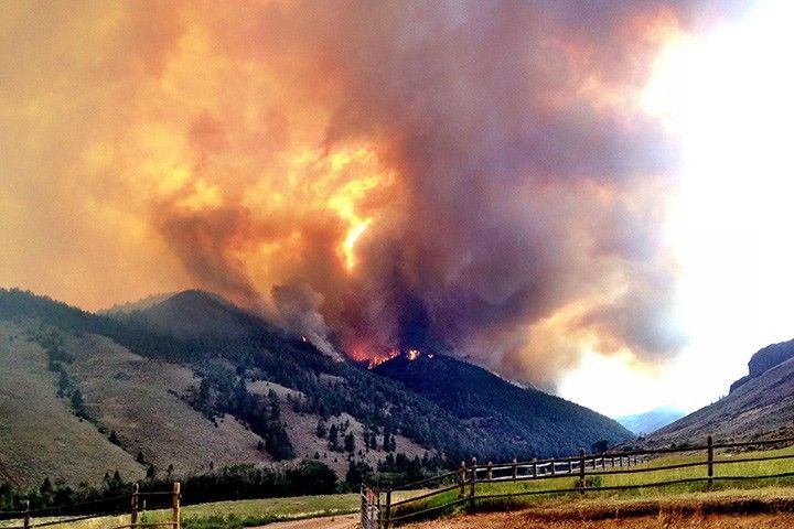 lodgepole pine cones fire